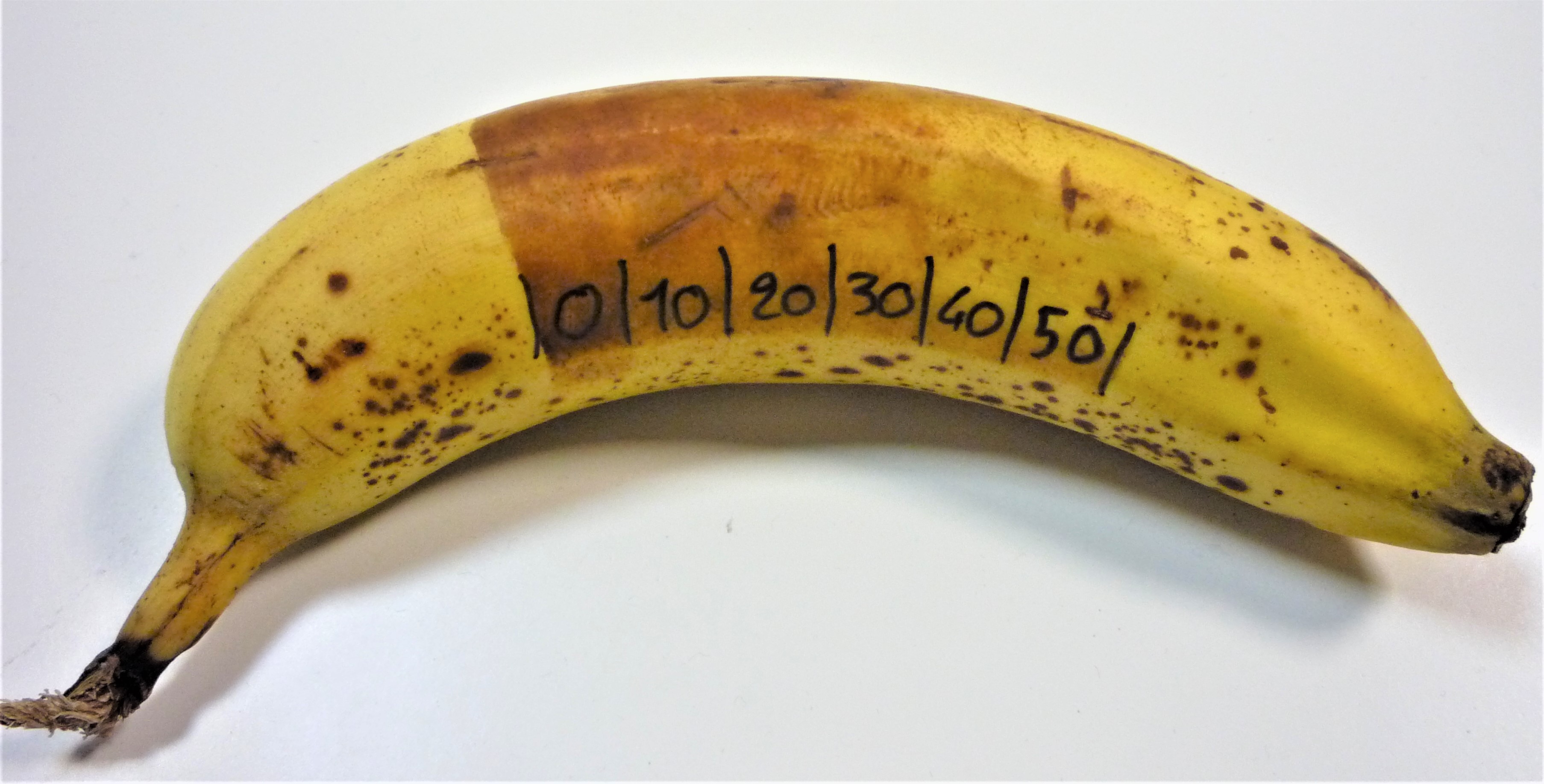 Illustrer les mutations de l’ADN et leur réparation : l’expérience de Hausser et Von Oehmcke sur ...